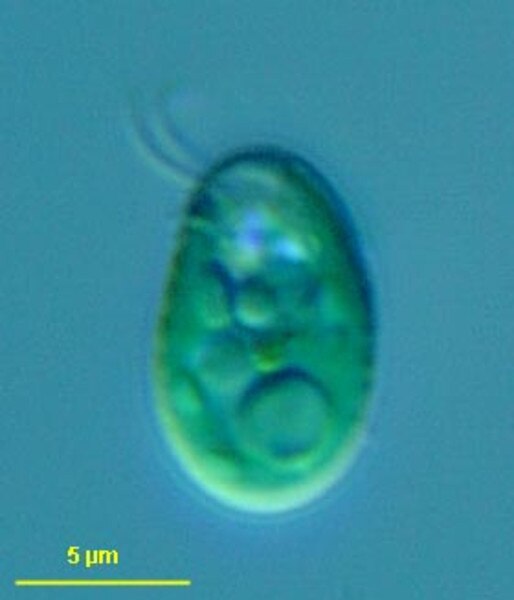 CCMP1168 | NCMA at Bigelow Laboratory