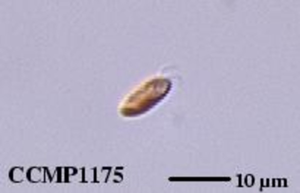 CCMP1175 | NCMA at Bigelow Laboratory