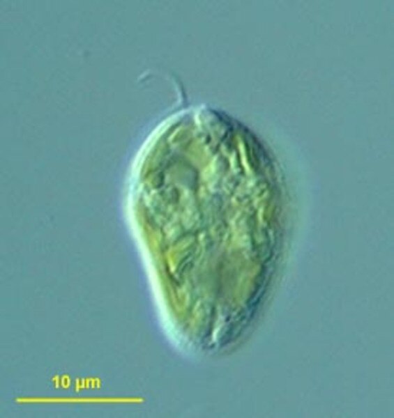 CCMP1177 | NCMA at Bigelow Laboratory