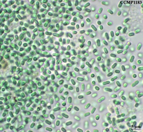 CCMP2709 | NCMA at Bigelow Laboratory