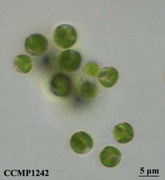 CCMP1242 | NCMA at Bigelow Laboratory