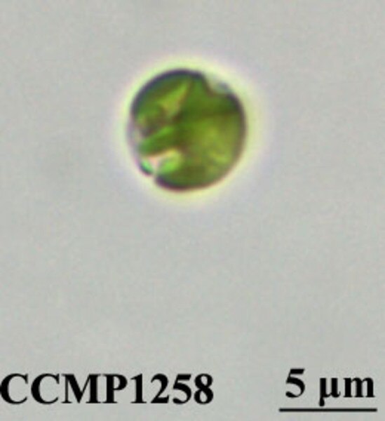 CCMP1258 | NCMA at Bigelow Laboratory