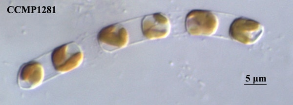 CCMP1281 | NCMA at Bigelow Laboratory