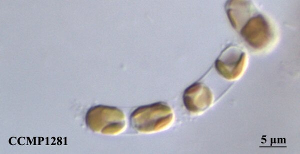 CCMP1281 | NCMA at Bigelow Laboratory