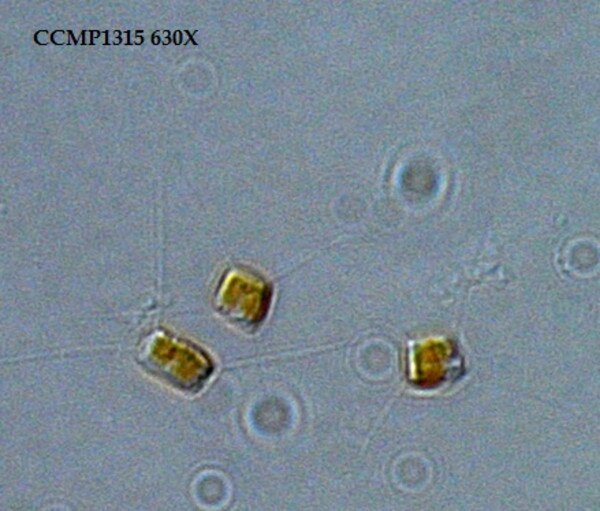 CCMP1315 | NCMA at Bigelow Laboratory