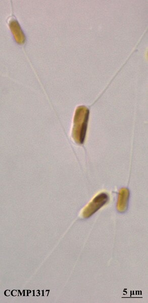 CCMP1393 | NCMA at Bigelow Laboratory