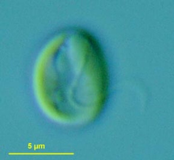 CCMP1325 | NCMA at Bigelow Laboratory