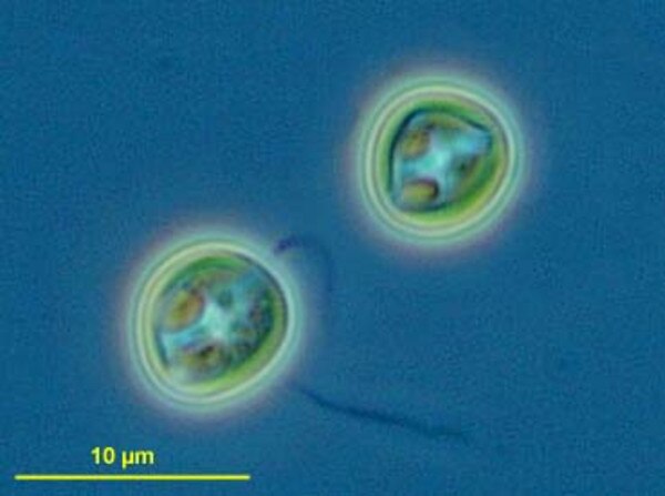 CCMP1325 | NCMA at Bigelow Laboratory