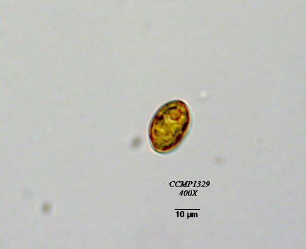 CCMP1329 | NCMA at Bigelow Laboratory