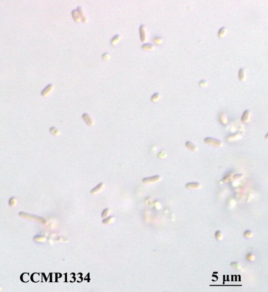 CCMP2709 | NCMA at Bigelow Laboratory