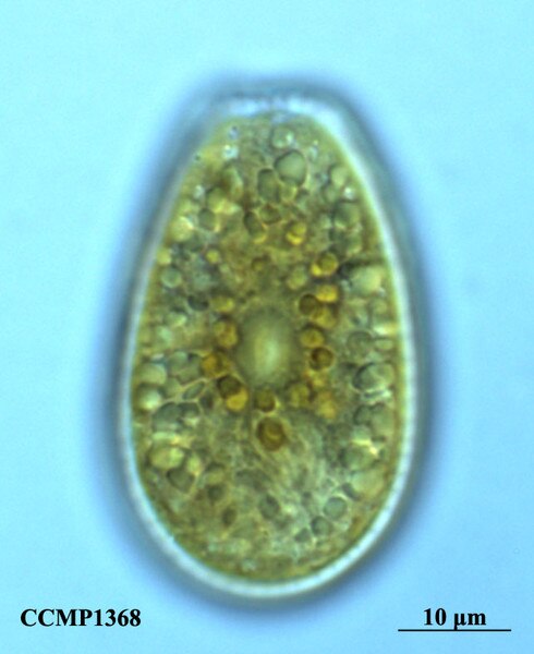CCMP1368 | NCMA at Bigelow Laboratory