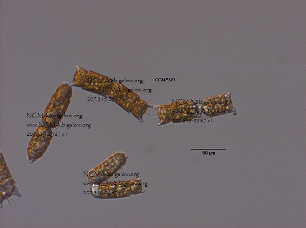 CCMP145 | NCMA at Bigelow Laboratory