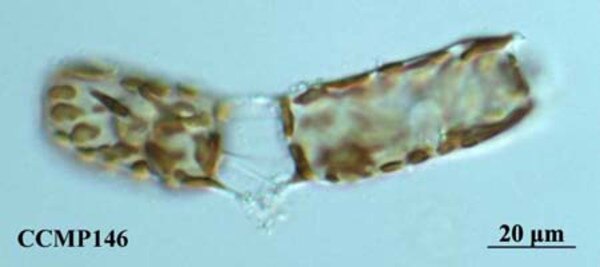 CCMP146 | NCMA at Bigelow Laboratory