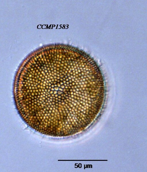CCMP1583 | NCMA at Bigelow Laboratory