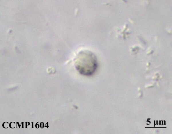 CCMP1604 | NCMA at Bigelow Laboratory