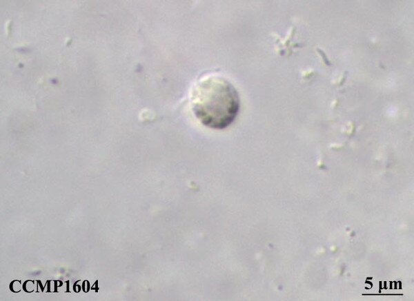 CCMP1604 | NCMA at Bigelow Laboratory