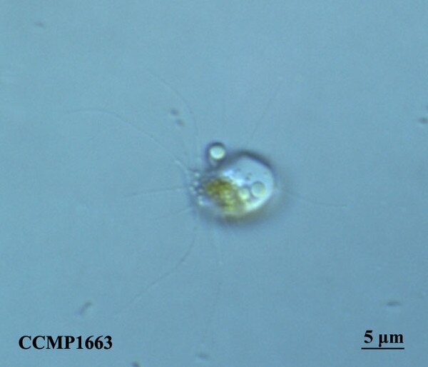 CCMP1663 | NCMA at Bigelow Laboratory