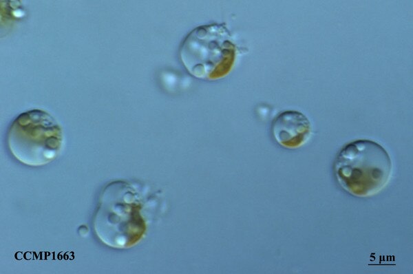 CCMP1663 | NCMA at Bigelow Laboratory
