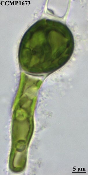 CCMP269 | NCMA at Bigelow Laboratory