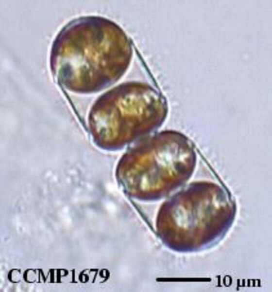 CCMP1679 | NCMA at Bigelow Laboratory