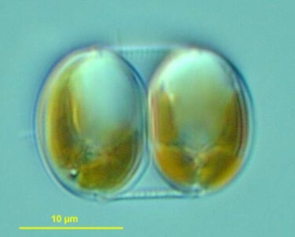 CCMP1679 | NCMA at Bigelow Laboratory
