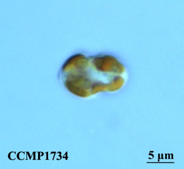 CCMP1734 | NCMA at Bigelow Laboratory
