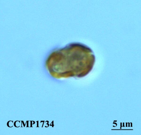 CCMP1734 | NCMA at Bigelow Laboratory