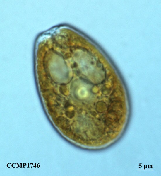 CCMP1746 | NCMA at Bigelow Laboratory