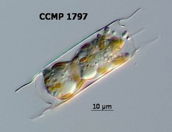 CCMP1797 | NCMA at Bigelow Laboratory