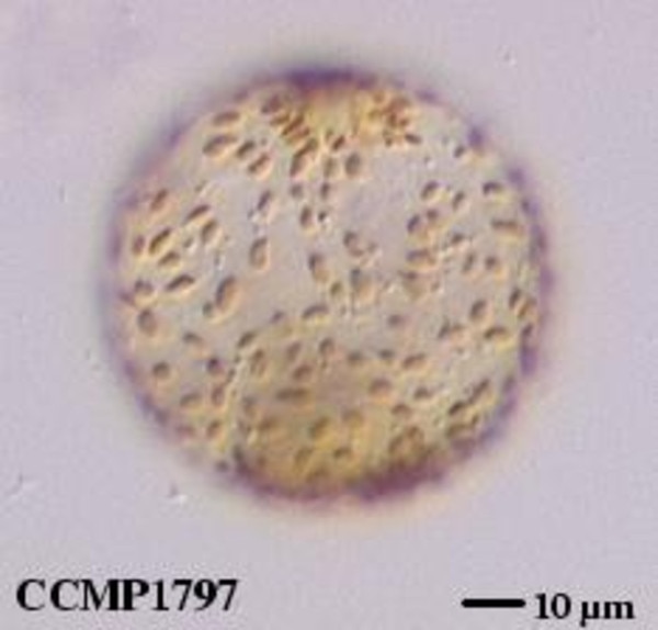 CCMP1797 | NCMA at Bigelow Laboratory