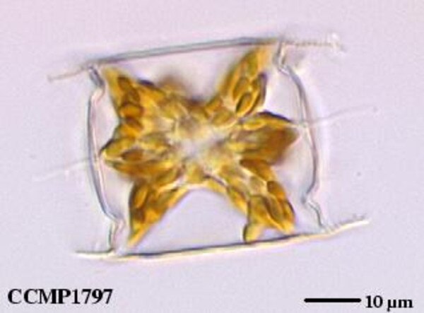 CCMP1797 | NCMA at Bigelow Laboratory