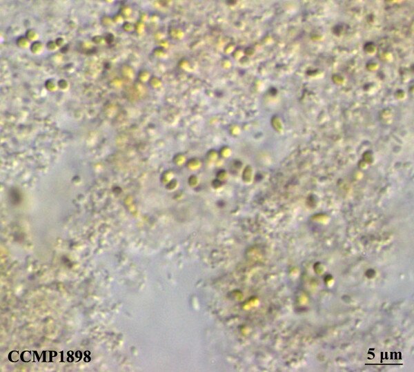CCMP1898 | NCMA at Bigelow Laboratory