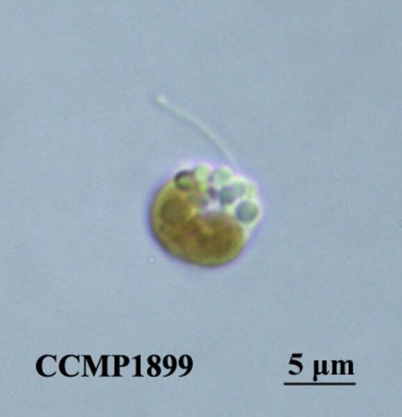 CCMP1899 | NCMA at Bigelow Laboratory