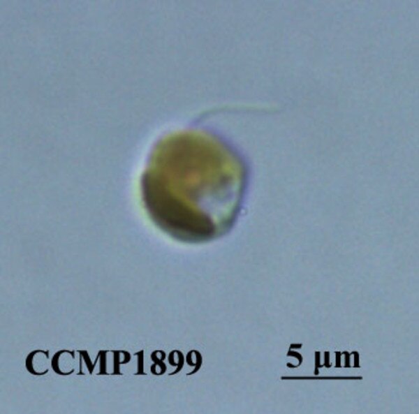 CCMP1899 | NCMA at Bigelow Laboratory