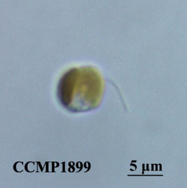 CCMP1899 | NCMA at Bigelow Laboratory