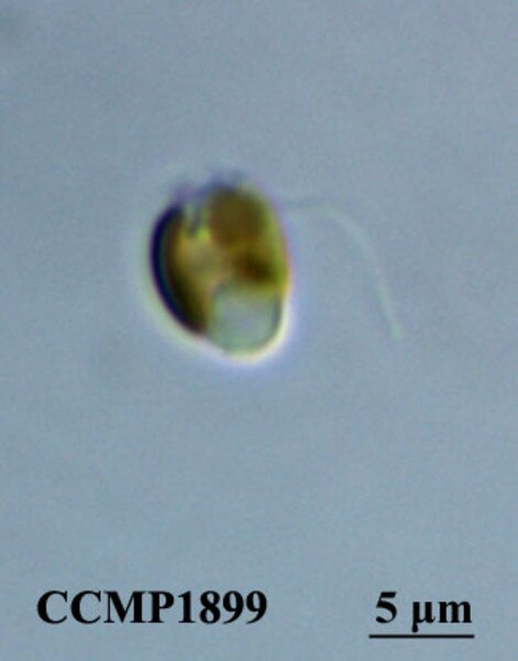 CCMP1899 | NCMA at Bigelow Laboratory