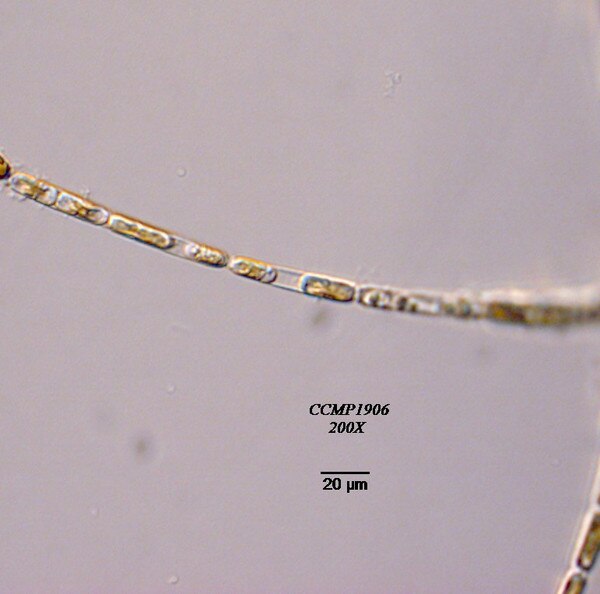 CCMP1393 | NCMA at Bigelow Laboratory