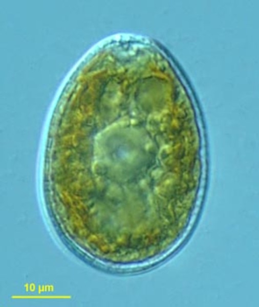 CCMP1966 | NCMA at Bigelow Laboratory