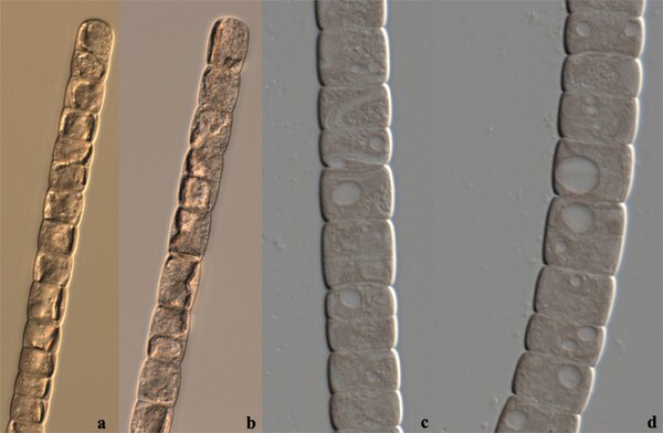 CCMP1985 | NCMA at Bigelow Laboratory