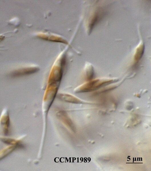 CCMP1989 | NCMA at Bigelow Laboratory