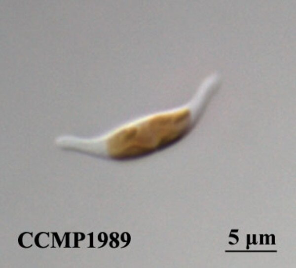 CCMP1989 | NCMA at Bigelow Laboratory