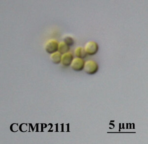 CCMP2111 | NCMA at Bigelow Laboratory