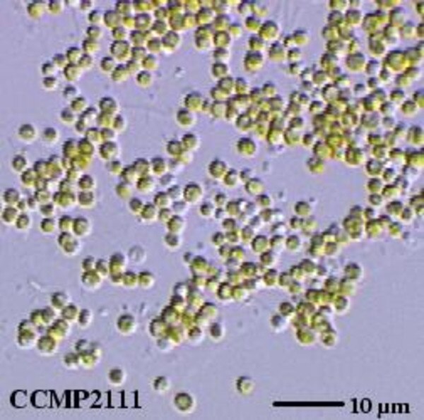 CCMP2111 | NCMA at Bigelow Laboratory