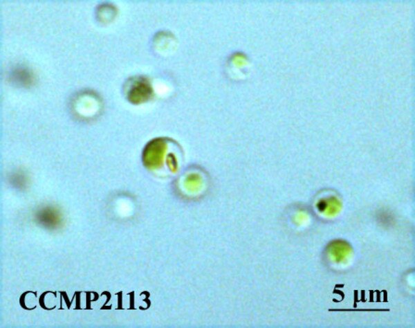 CCMP2113 | NCMA at Bigelow Laboratory