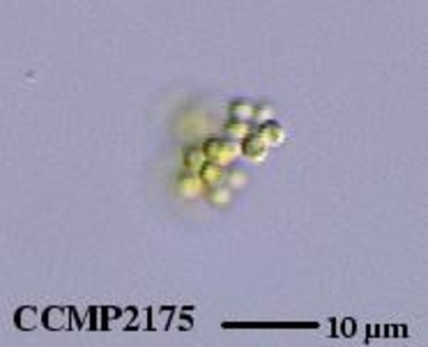 CCMP2175 | NCMA at Bigelow Laboratory