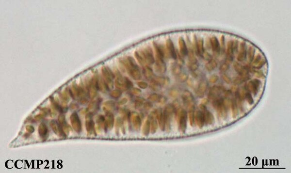 CCMP1393 | NCMA at Bigelow Laboratory