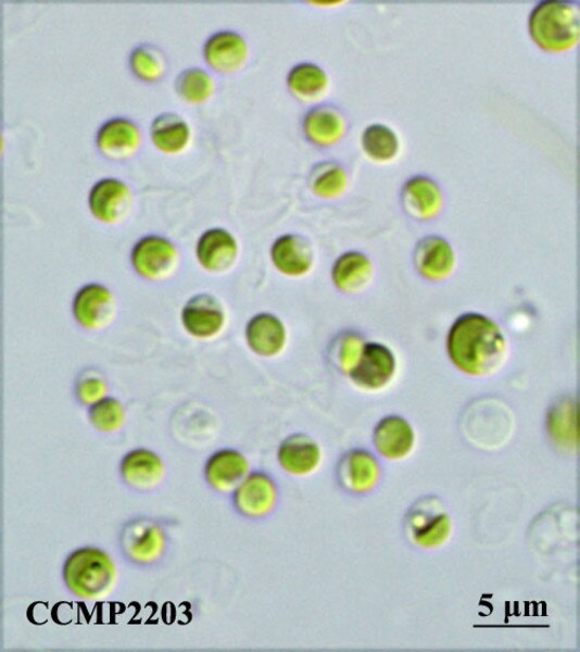 CCMP2203 | NCMA at Bigelow Laboratory