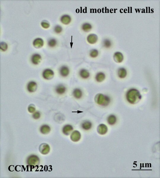 CCMP2203 | NCMA at Bigelow Laboratory