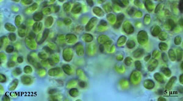 CCMP2225 | NCMA at Bigelow Laboratory