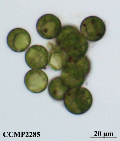 CCMP2285 | NCMA at Bigelow Laboratory